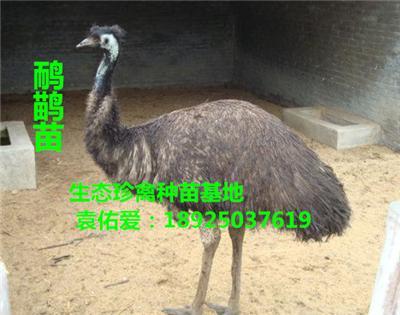 东莞鸵鸟苗出售 价格优惠 苗大活泼 中科商务网