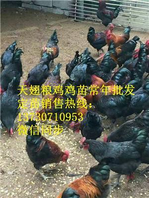 四川甘孜稻城县快大黑鸡苗总代理 快大黑鸡 中科商务网