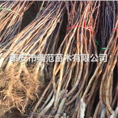 大绵球山楂树苗价格 山东大绵球山楂树基地 中科商务网
