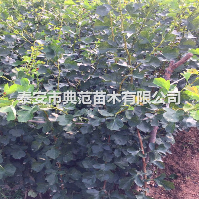 大绵球山楂树苗价格 山东大绵球山楂树基地 中科商务网
