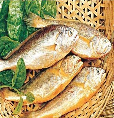 冰鲜水产品 批发 冰鲜 冷冻 宁德无公害大黄鱼 1000g 以上 中科商务网