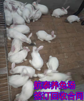 养兔如何致富兔的养殖前景优势及成本利润 中科商务网