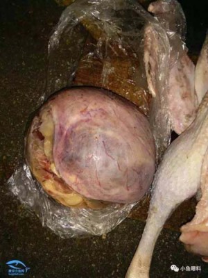 赣州10克鸭宝药材收购 中科商务网