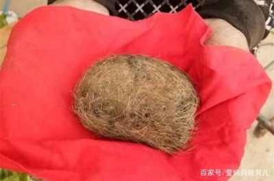 衡阳猪宝鉴定中心 中科商务网