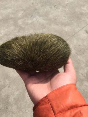 青岛灰黑色猪宝免费鉴定 中科商务网