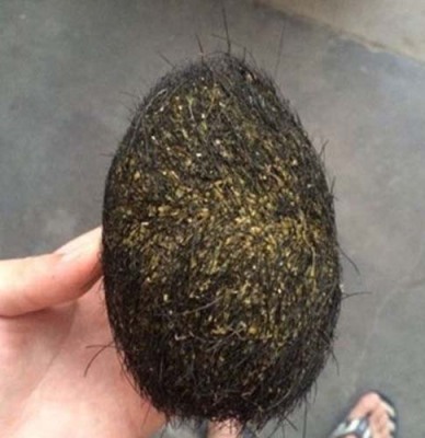 昆明猪宝鉴定 中科商务网