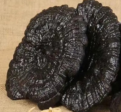 安阳灵芝图片大全 中科商务网